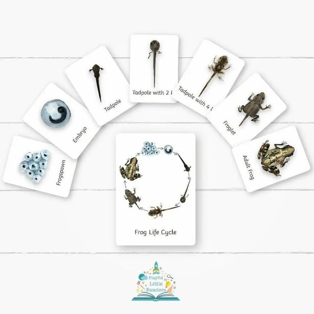 Frog Life Cycle Flashcards – Beesybox