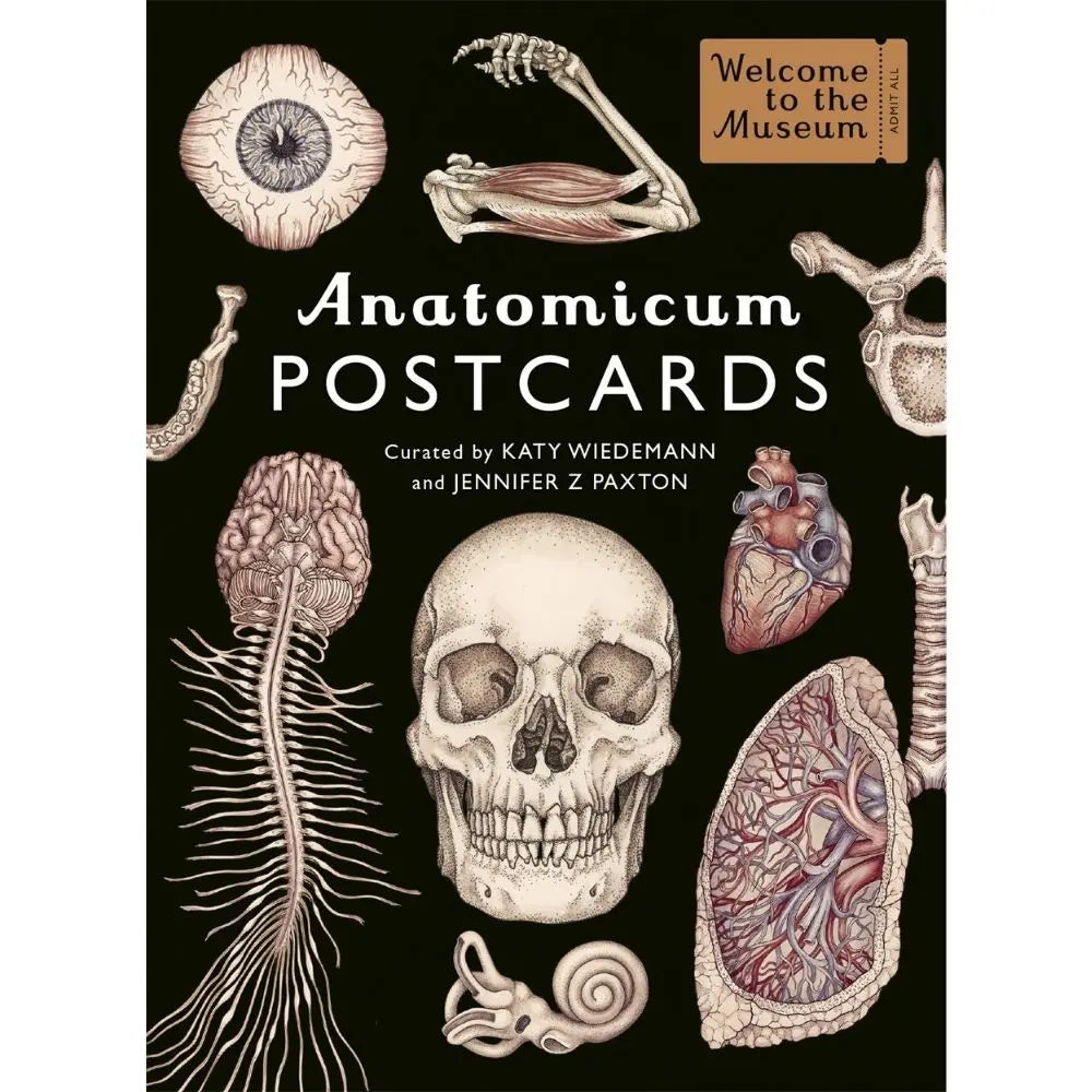 Anatomicum Postcards – Beesybox