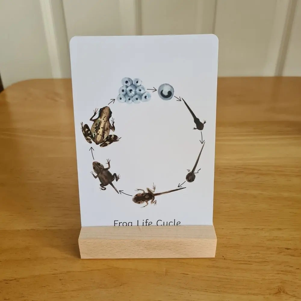 Wooden Flashcard Holder – Beesybox